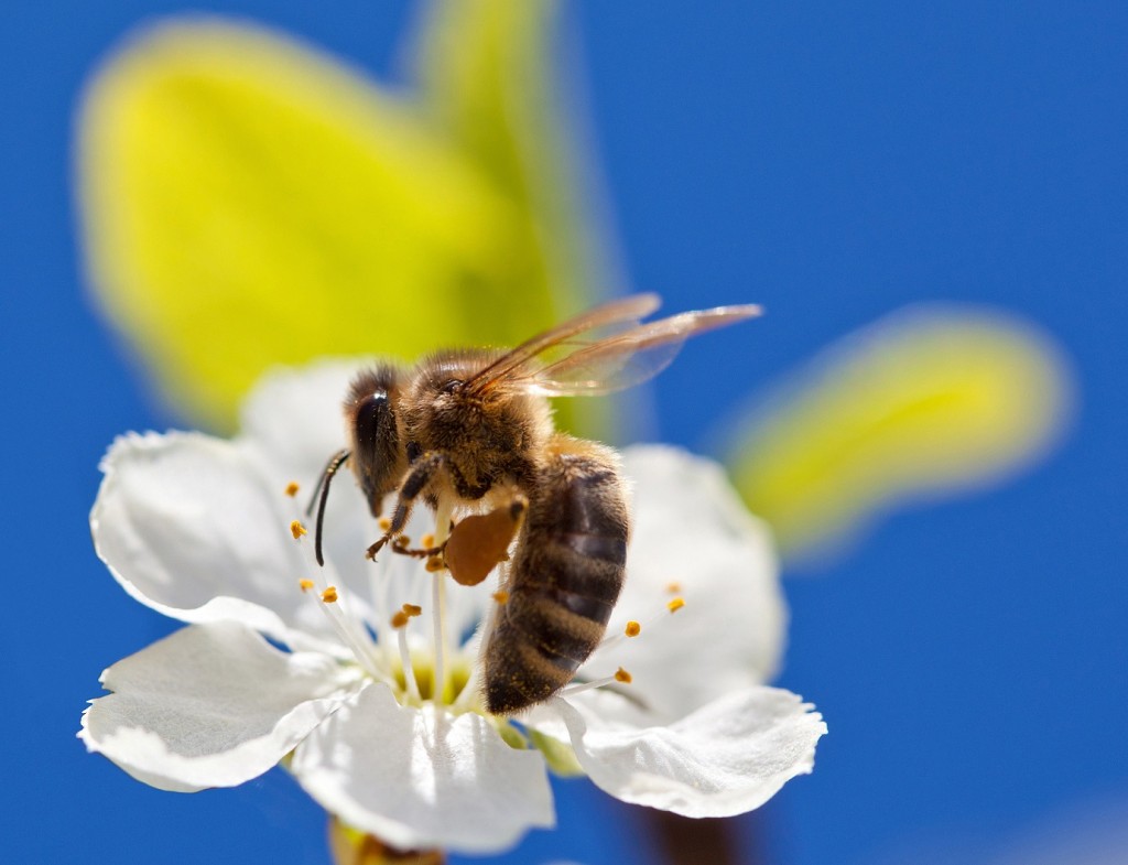 UN warns of pollinator extinction pressure, food supply threat ...