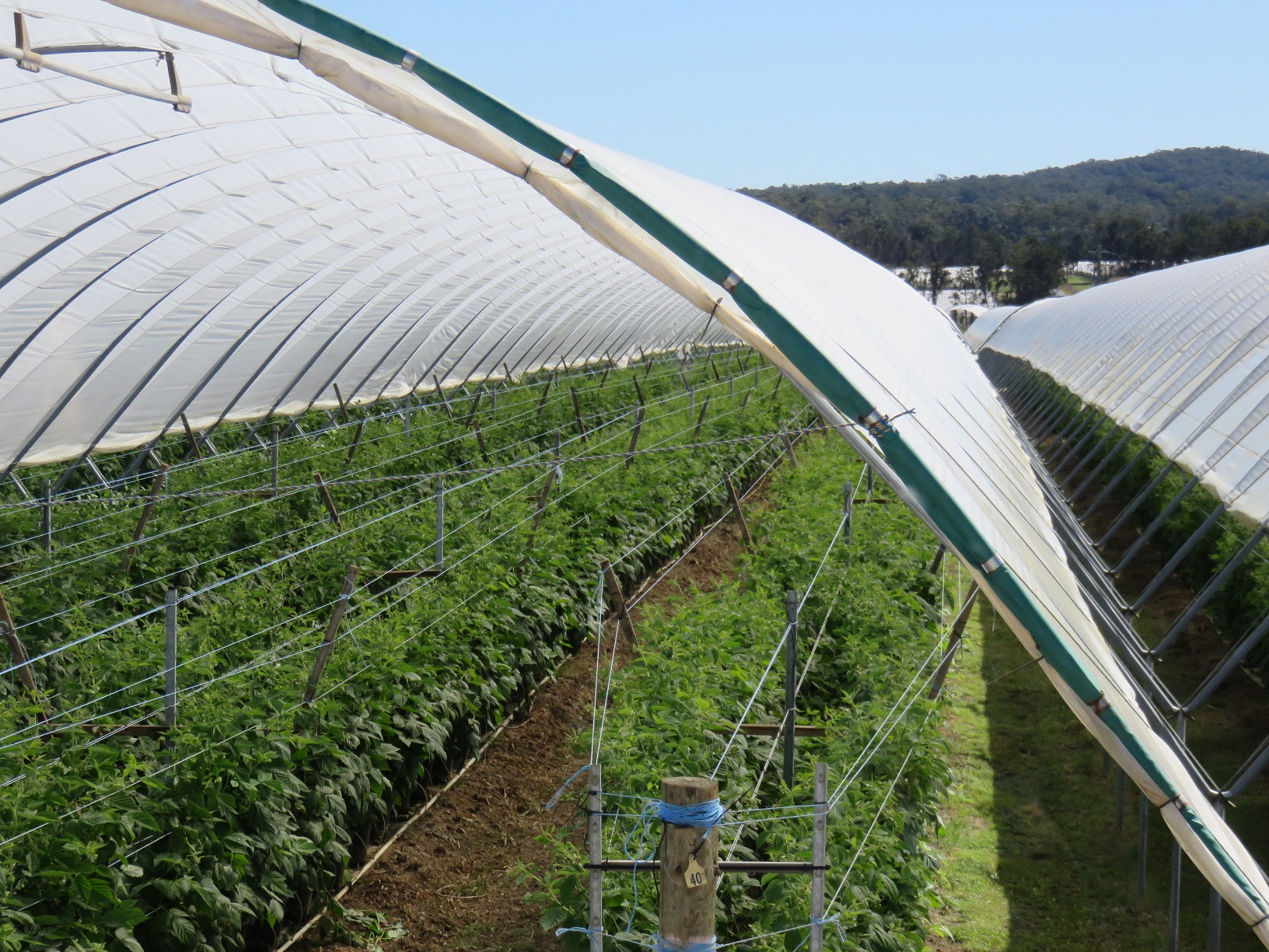 Australia: Costa Group sees revenue growth across produce categories in ...