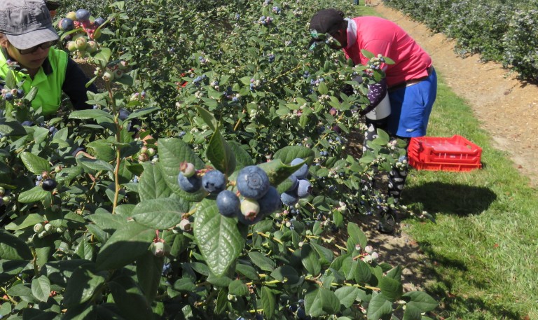 Australia: Costa Group announces US$58M berry growth investment plan ...