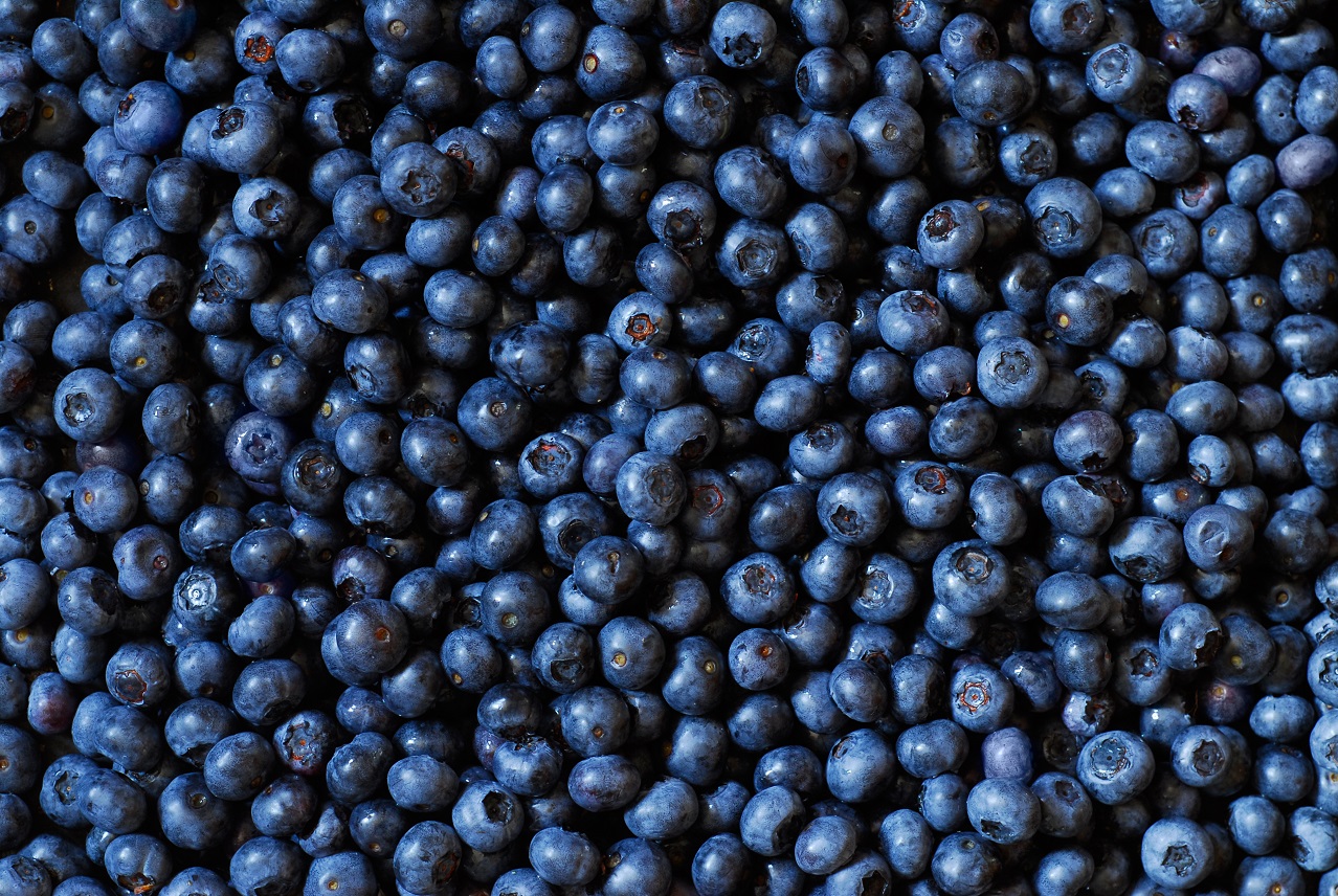 South African blueberry sector set for sharp growth - FreshFruitPortal.com