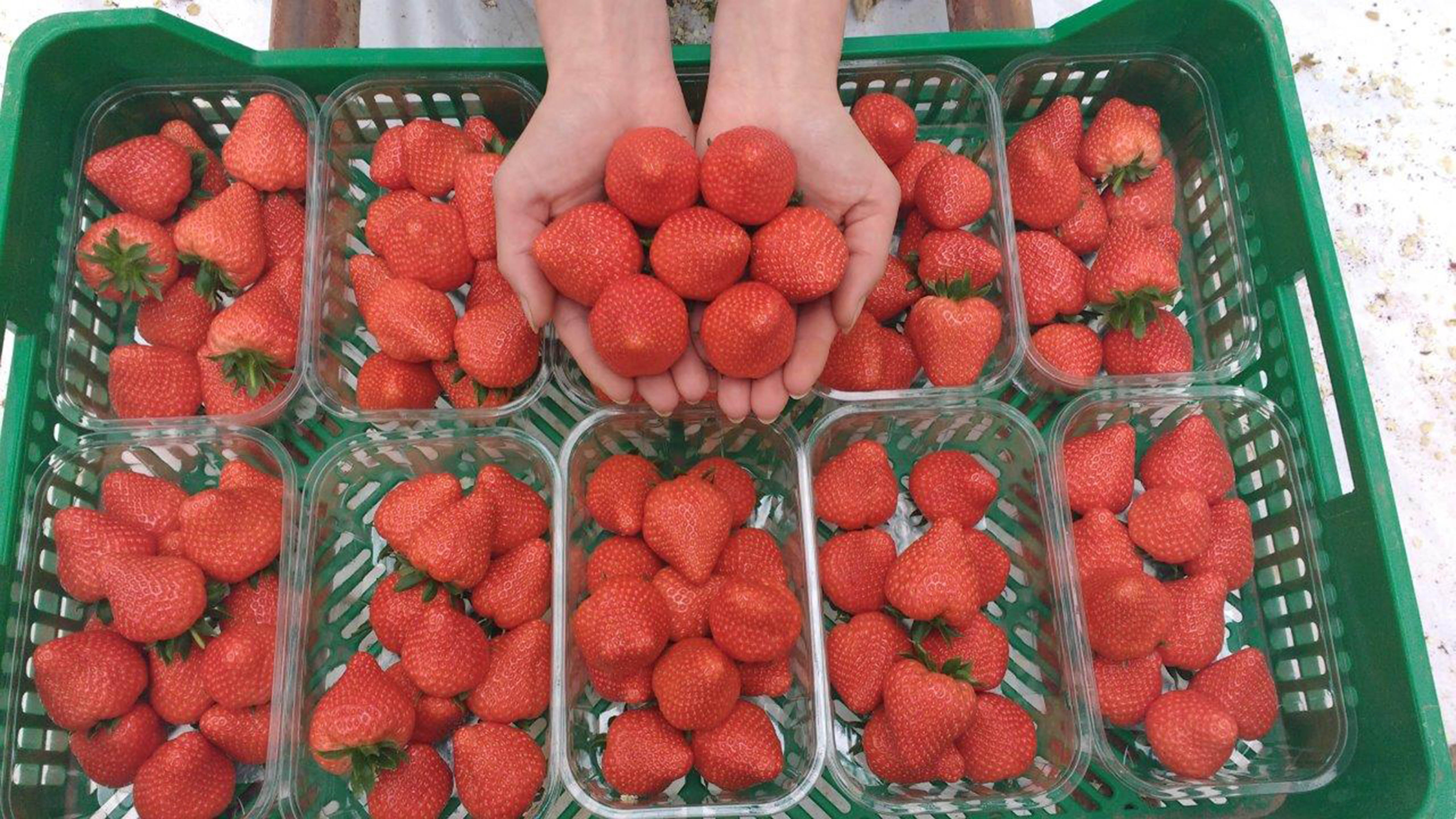 Strawberry season kicks off in British supermarkets - FreshFruitPortal.com