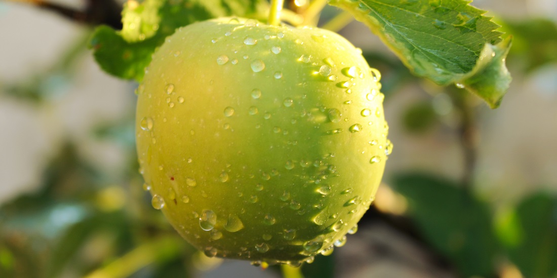 Fruit South Africa looks to boost Indian trade ties - FreshFruitPortal.com