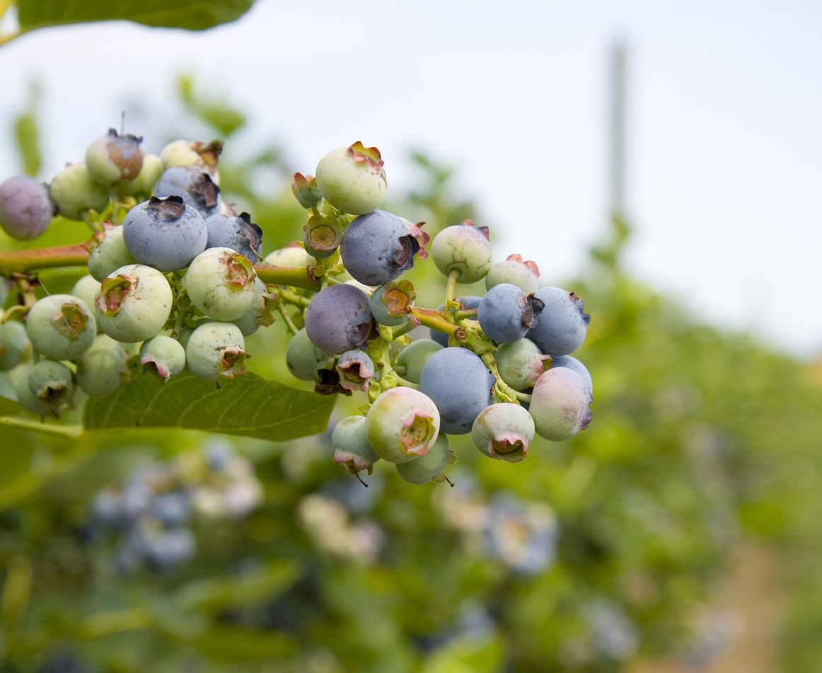 U.S.: Del Monte "optimistic" about domestic blueberry season ...