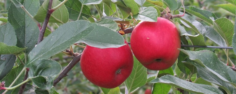 "Envy could be the next Fuji apple," says Oppy exec - FreshFruitPortal.com