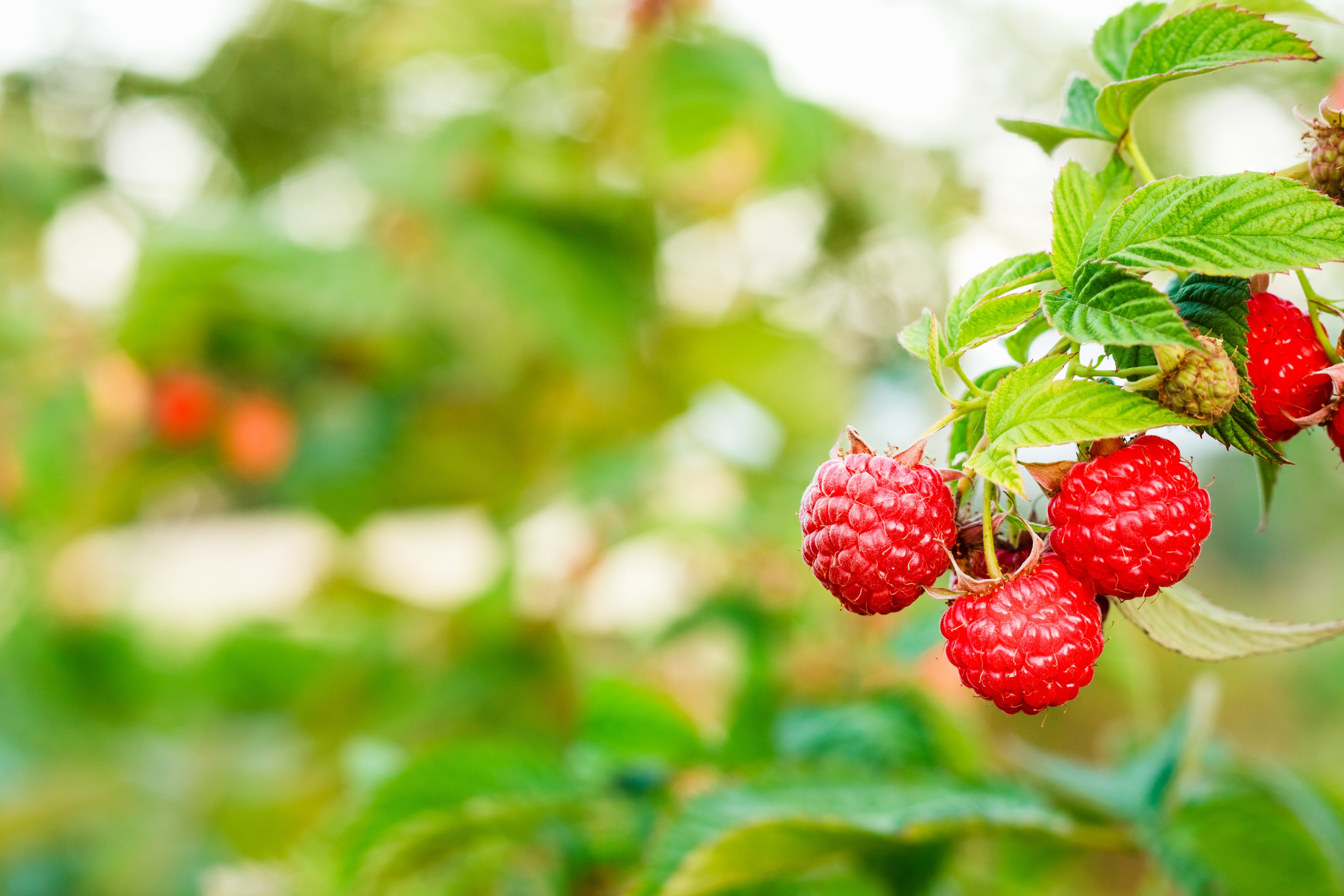 Raspberry health studies take center stage - FreshFruitPortal.com