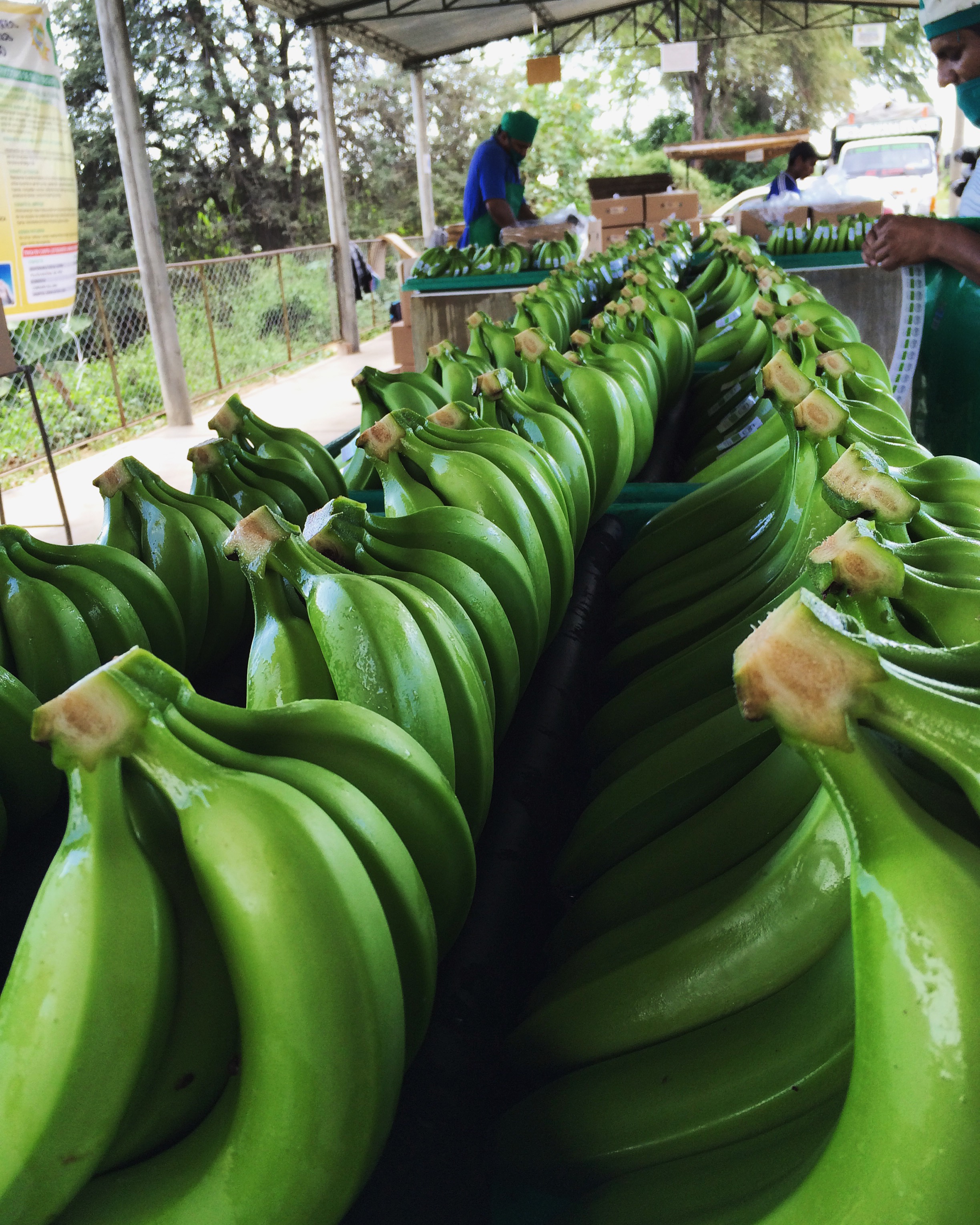 Peru's banana farmers find power in numbers - FreshFruitPortal.com