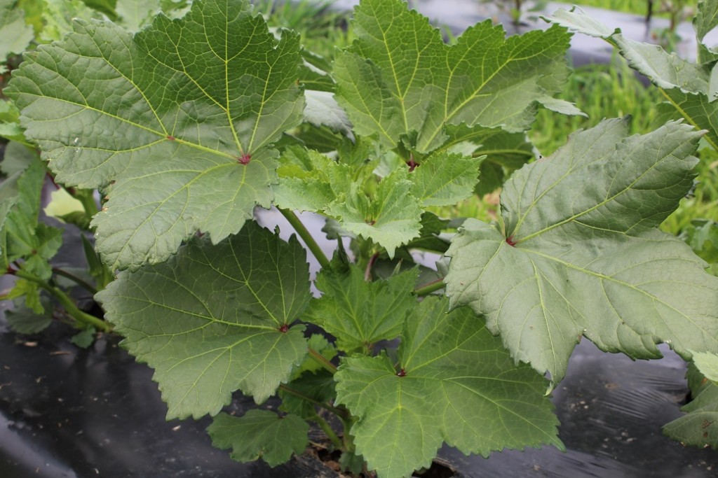 Local okra production gains momentum in Canada - FreshFruitPortal.com