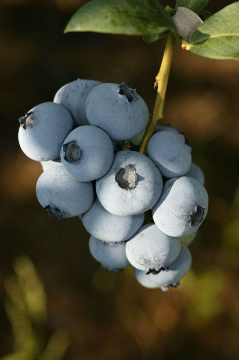 Polish blueberry growers eye Asian markets as harvests loom ...