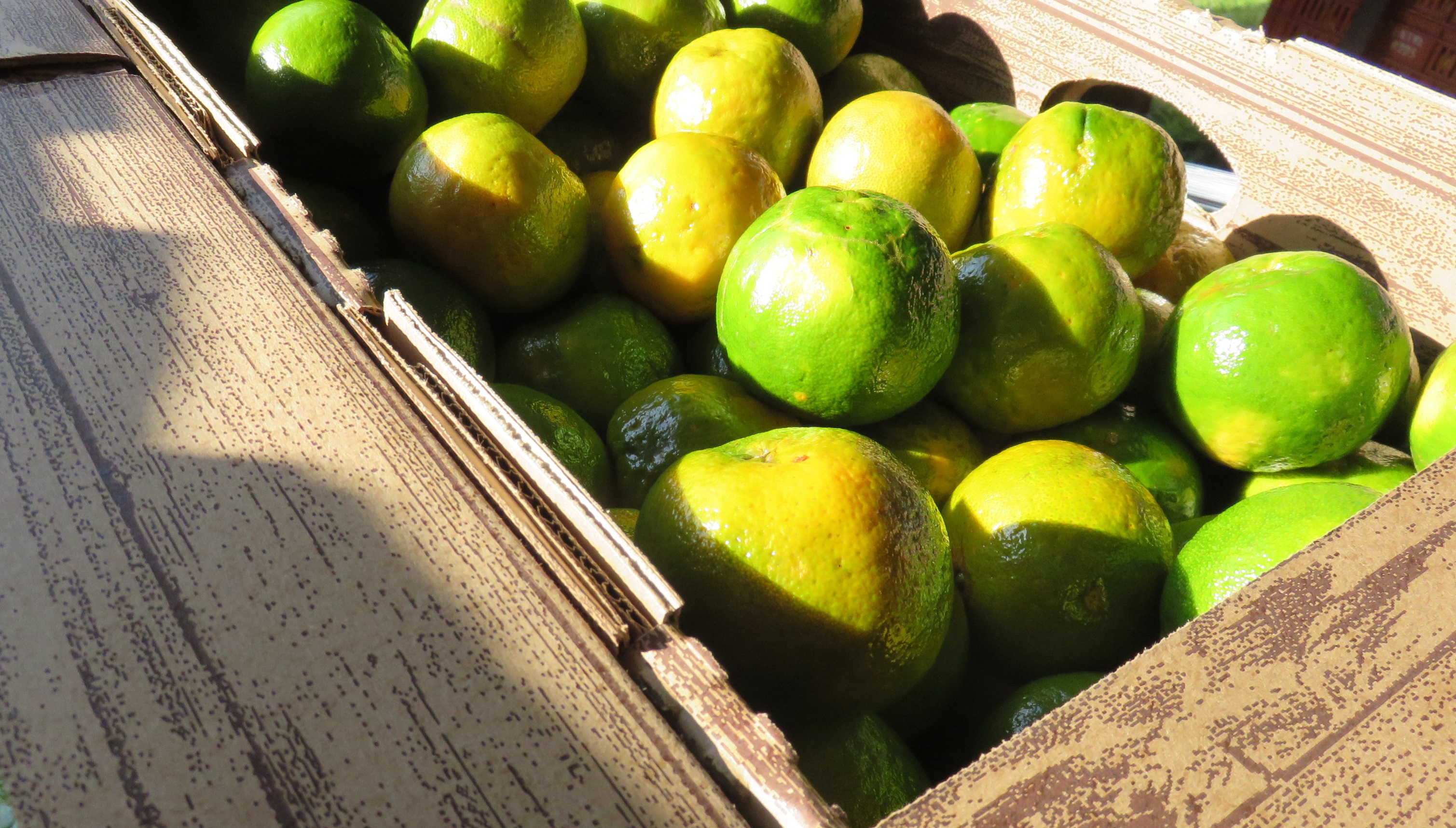 Chilean citrus look to new varieties amid shifting weather
