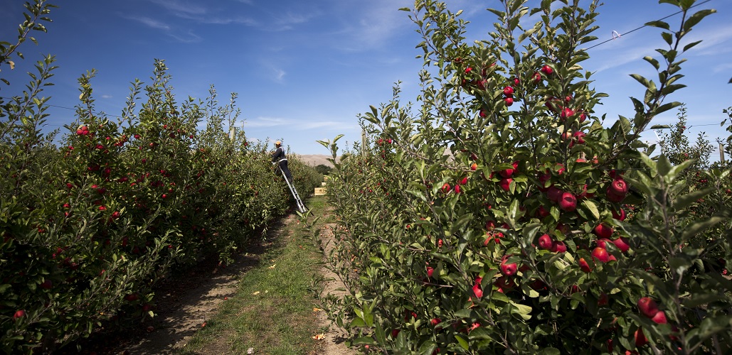 NZ: First "big year" in China for Rockit apples - FreshFruitPortal.com
