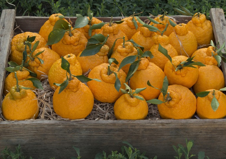 Seedless mandarins to become market standard in Australia, says ...