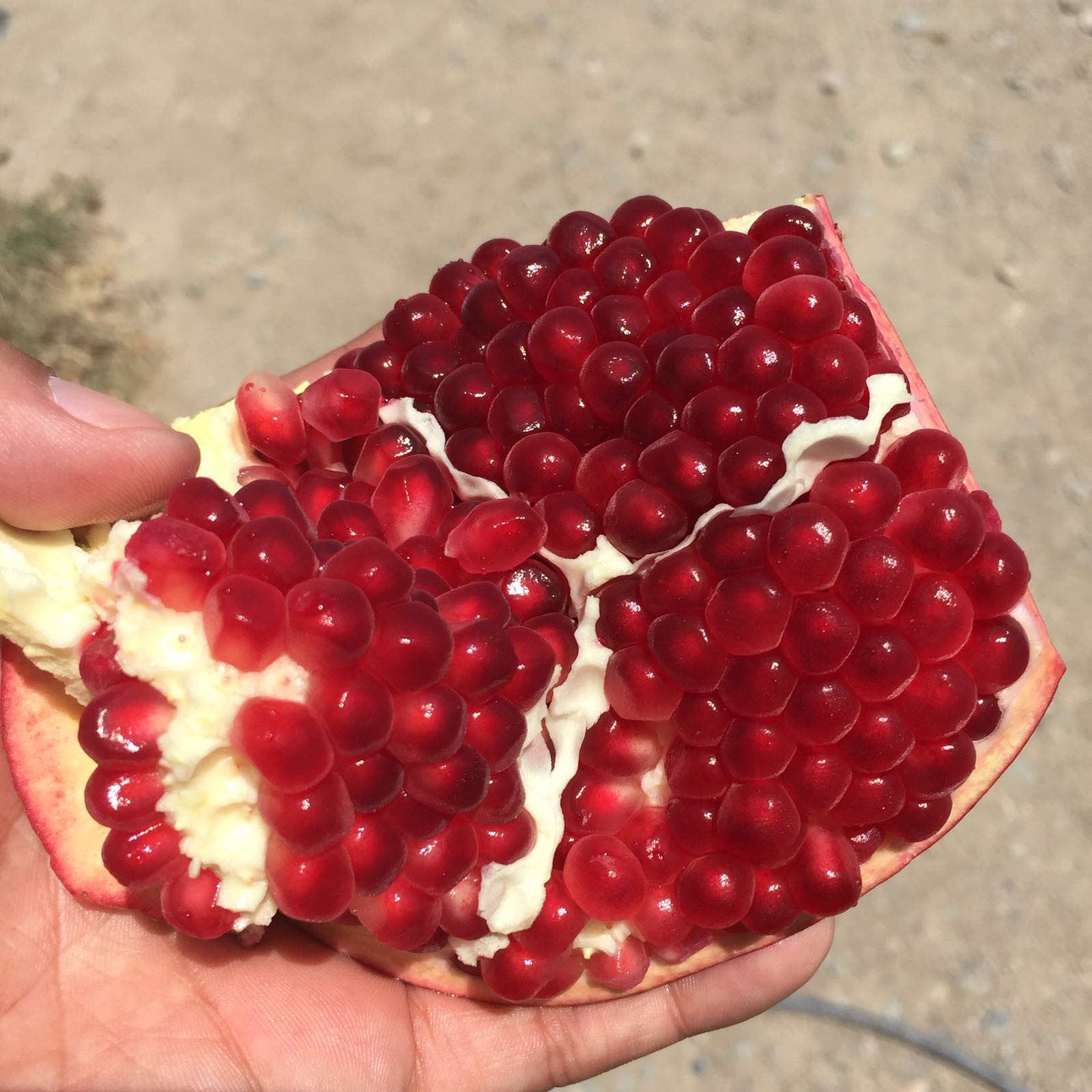 U.S.: "Deep end" dive pays off for South American pomegranates at Ruby ...