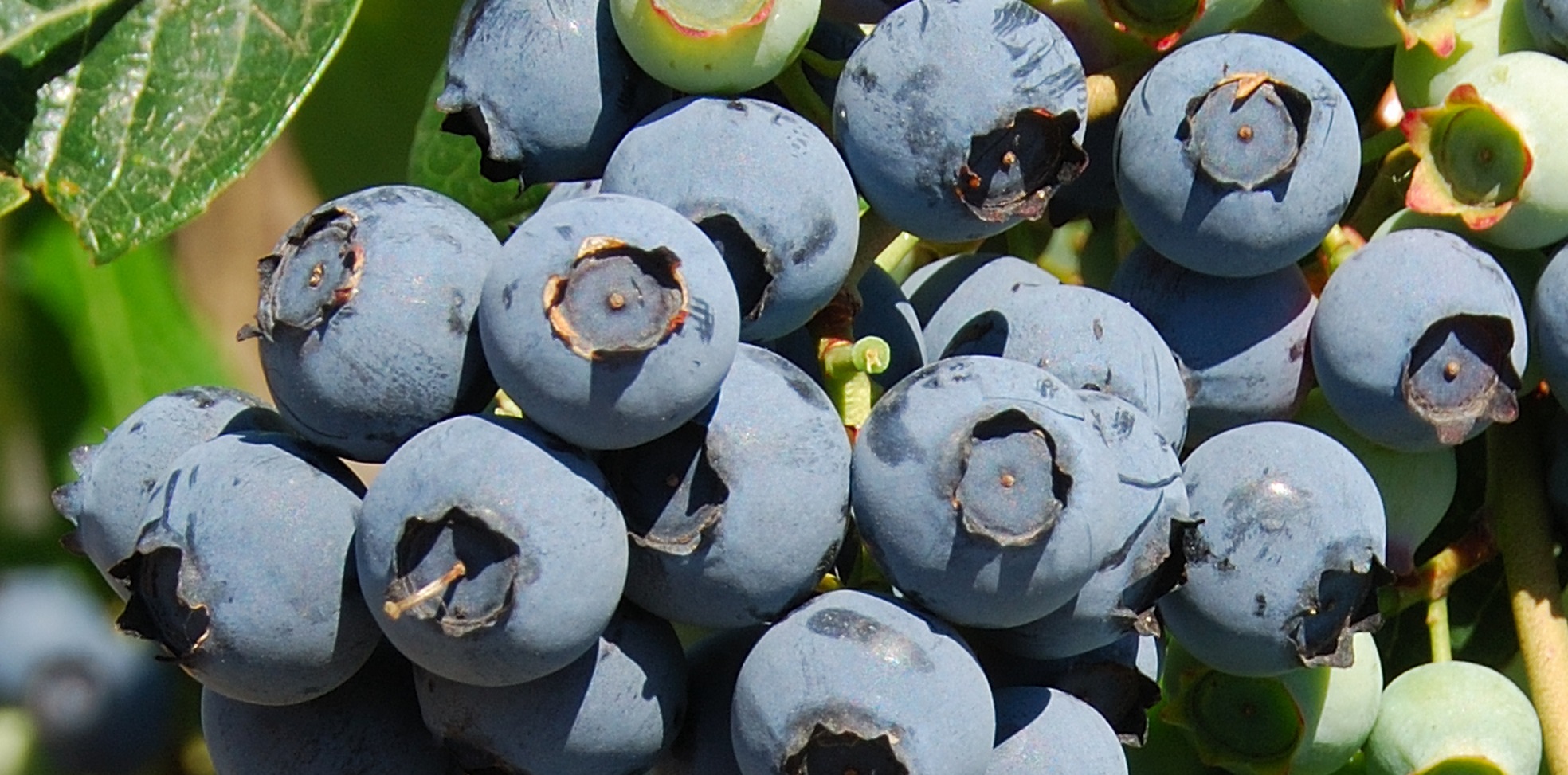 Chilean Blueberry Committee's new quality system - FreshFruitPortal.com