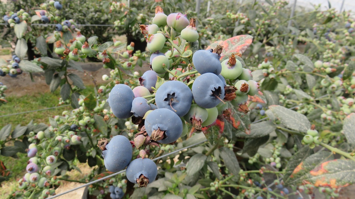 Local blueberries can fetch a premium in China, says Costa exec ...