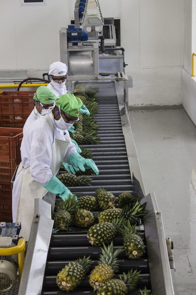 Colombian pineapple company ventures into exports, processing ...