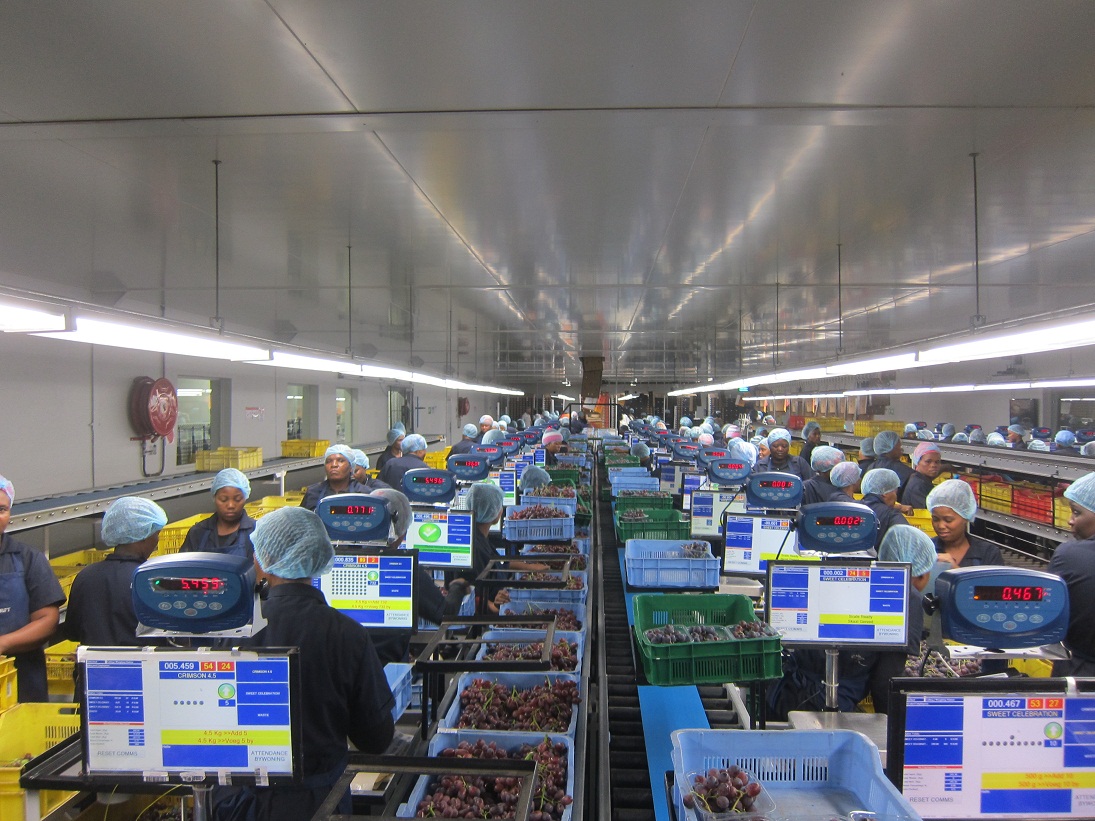 South Africa: Major table grape packhouse to be built through new JV ...