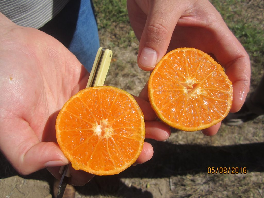 South Africa: First Royal Honey Murcott mandarin exports likely in 2018 ...