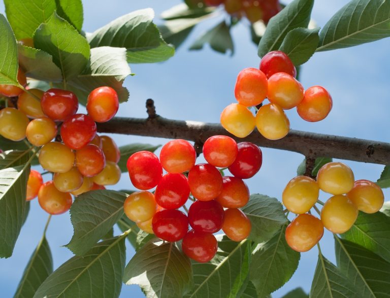 South Africa: ZZ2 gears up for second cherry export deal ...