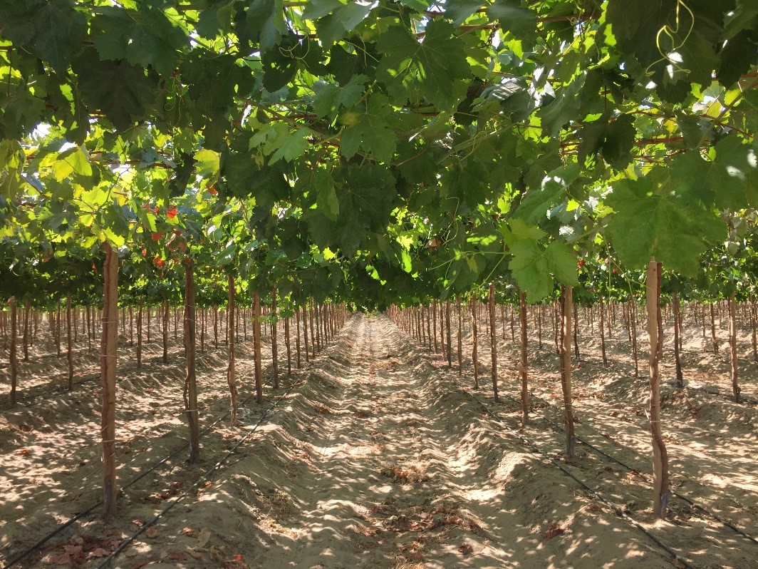 T&G Global to harvest Peruvian grapes in overseas production "first ...