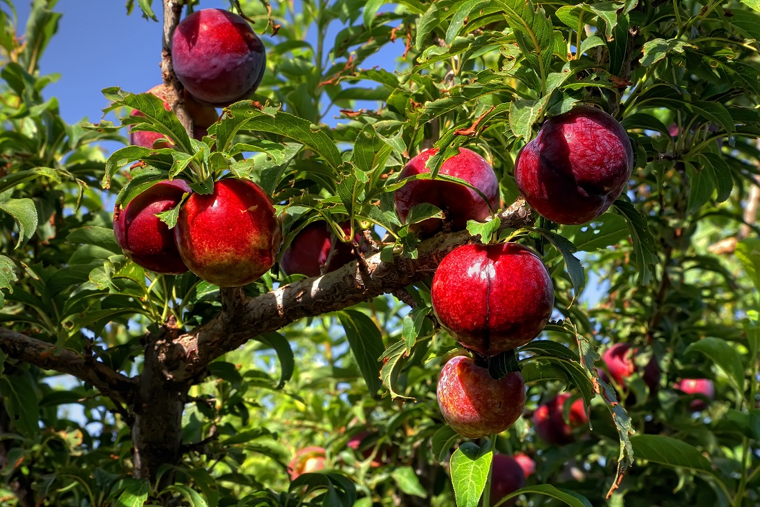 Oppy expanding portfolio with South African plums