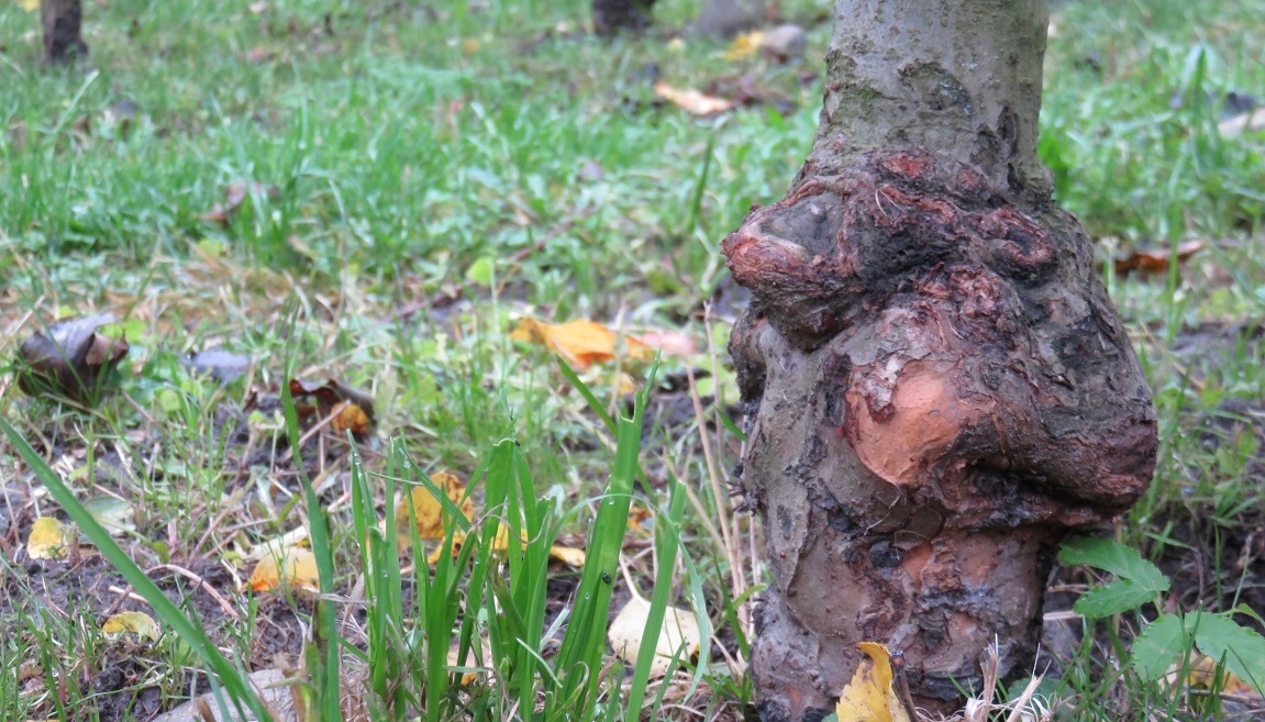 Photo Gallery: Interpoma Bio Tour - FreshFruitPortal.com