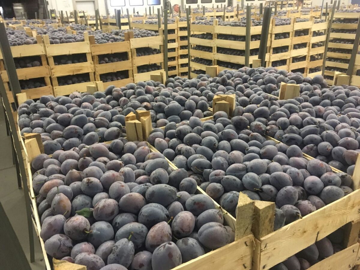 Plum job for Serbian grower in the EU - FreshFruitPortal.com