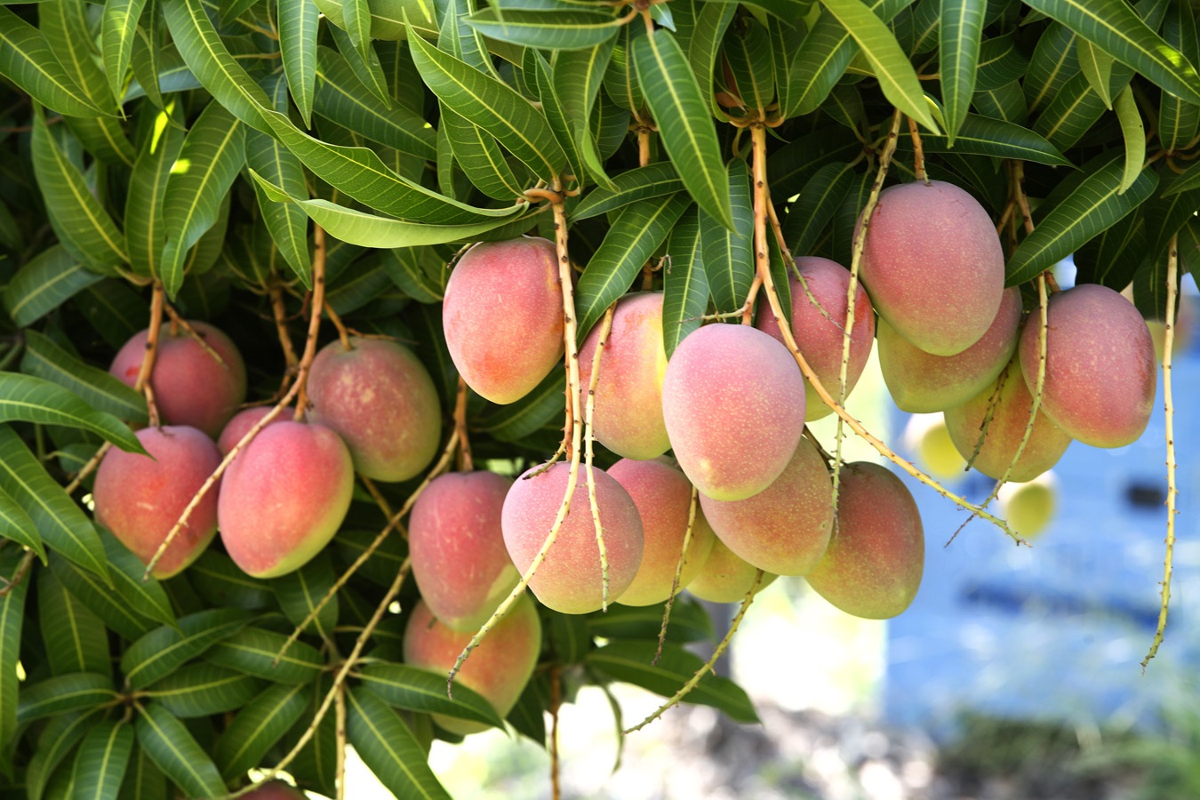 U.S.: First Aussie Calypso mangoes to arrive this weekend ...