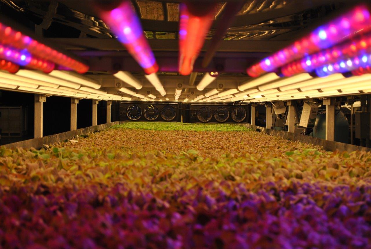 Photo gallery: Inside AeroFarms' New Jersey operation ...