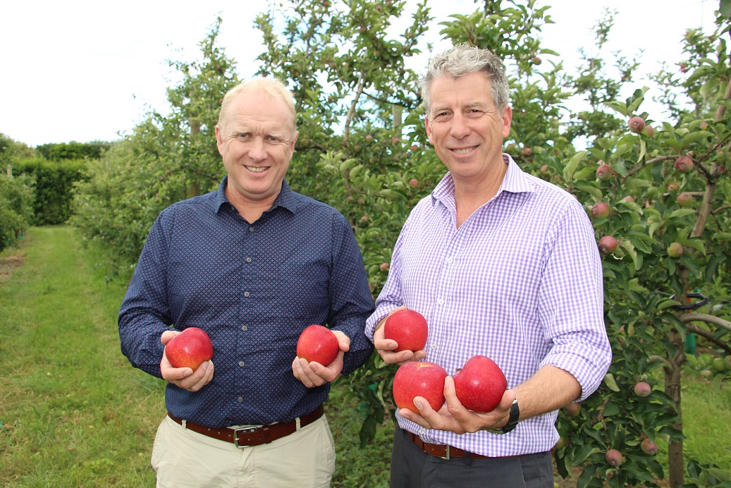 NZ: Fruitcraft launches new "Dazzle" apple variety - FreshFruitPortal.com