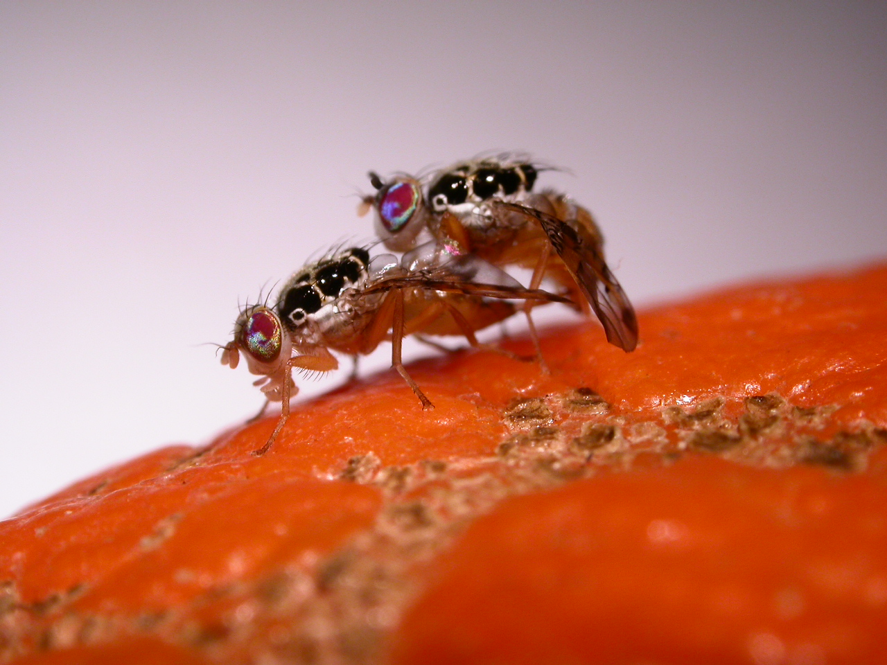 Oxitec's 'self-limiting' GM Medfly ready for open field trials ...