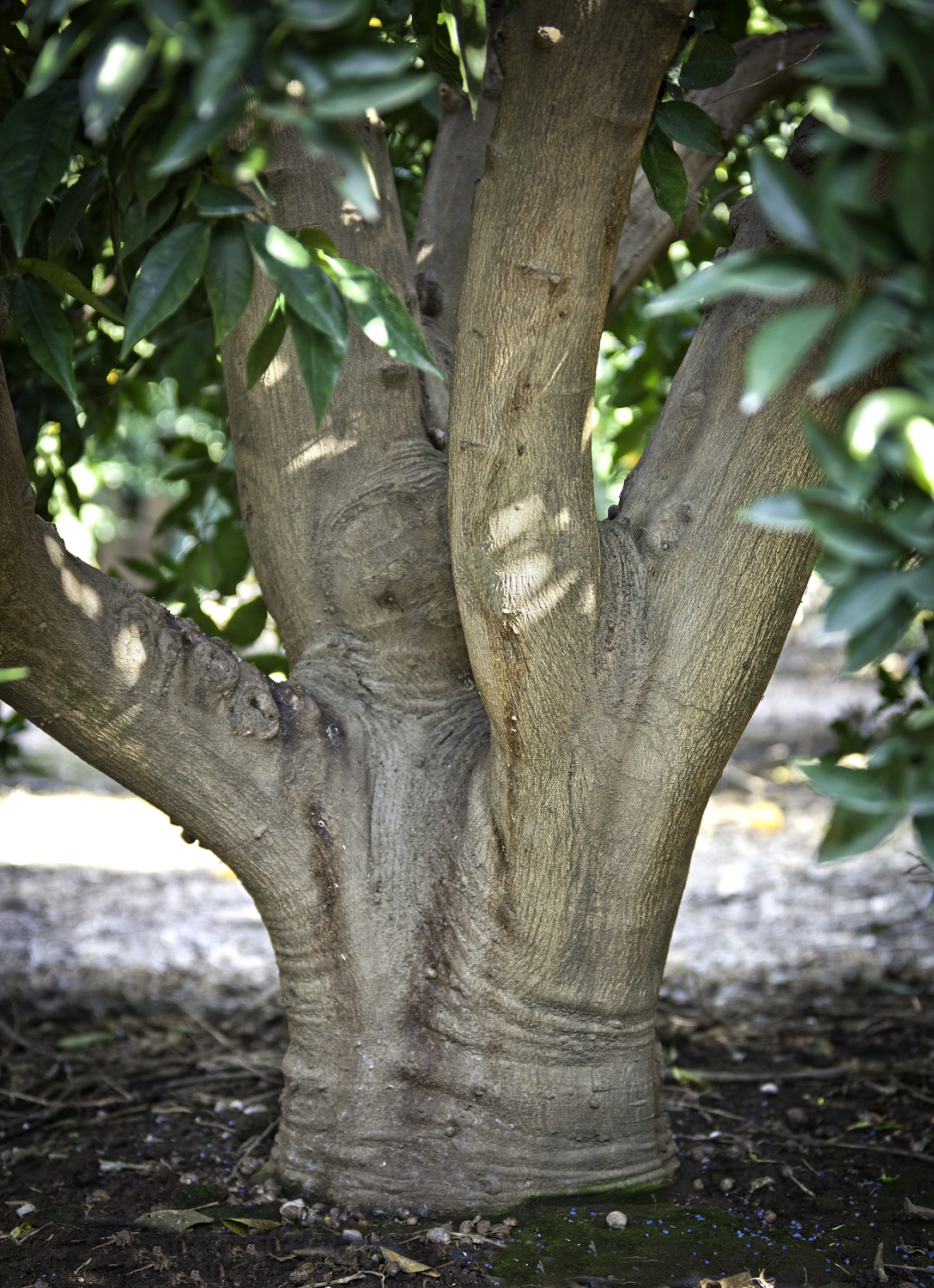 U.S.: LoBue's Heritage Reserve Navel program arrives in strong market ...