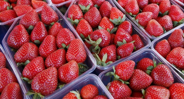 California Giant boosts Oxnard strawberry acreage - FreshFruitPortal.com