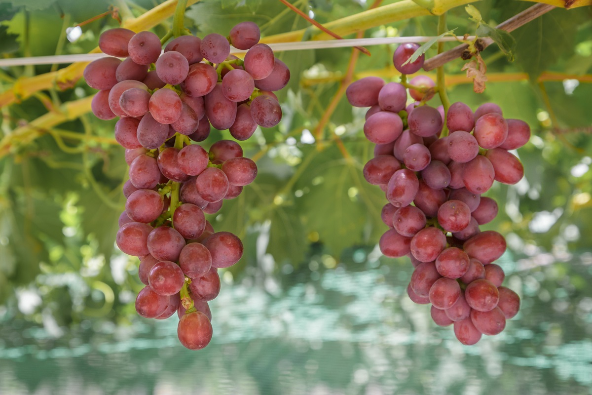 Chile to ramp up production of South African Stargrape 2 variety ...