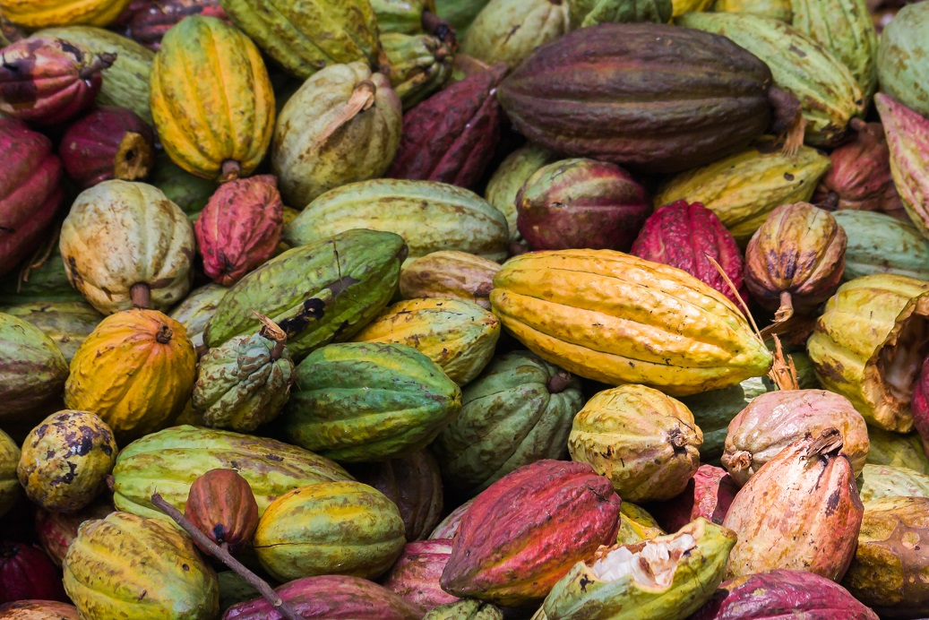 Colombian farmers to swap coca for cacao, fruit under new govt plan ...