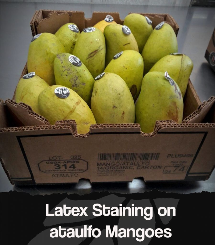 Opinion: Stained quality facts in Mexican mangoes - FreshFruitPortal.com