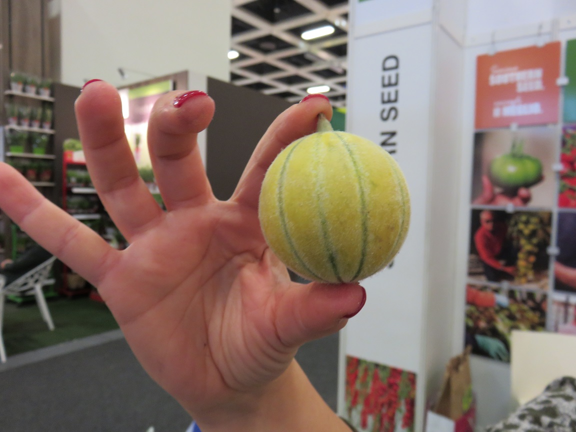 Italy: Southern Seed samples new mini-melons at Fruit Logistica ...