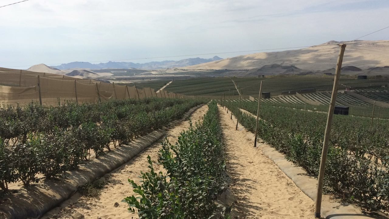 Peru: Talsa's first commercial blueberry shipment to China due for ...
