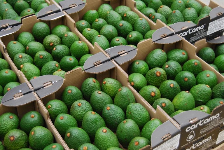 New Colombia-UK avocado JV "the right move" for Fresca and Cartama ...