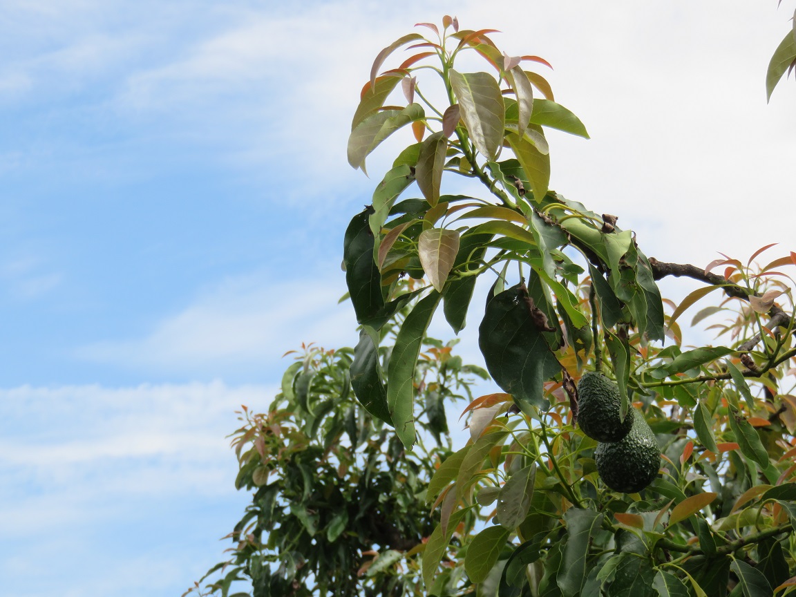 "Tsumaya O Bulele": Maluma South Africa launched for avocado marketing ...