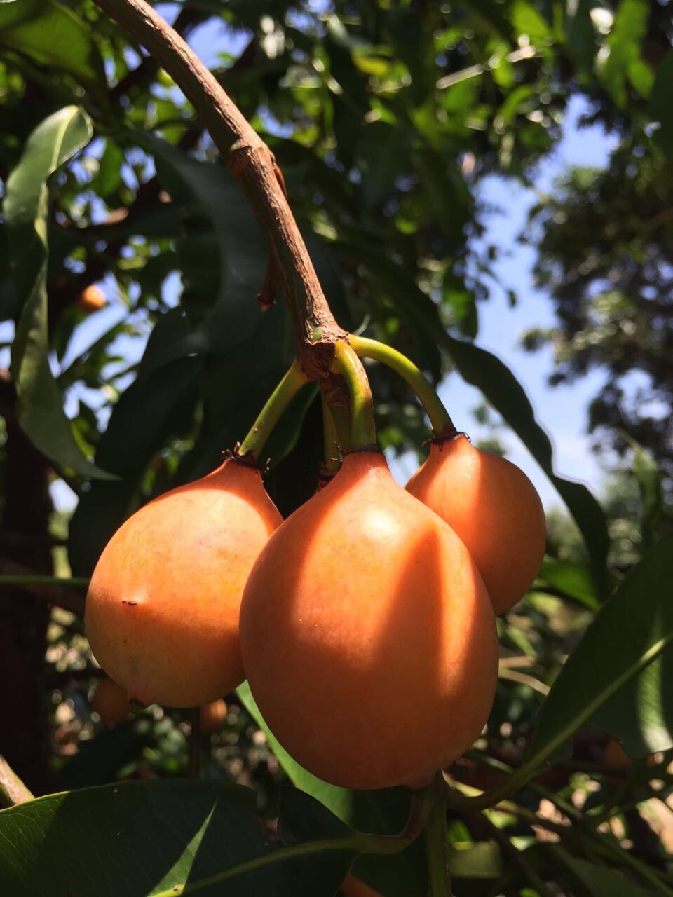 Exotic fruits put Prime Tropics in prime spot for Guatemalan growth ...