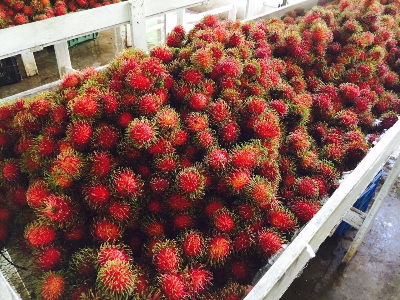 Exotic fruits put Prime Tropics in prime spot for Guatemalan growth ...