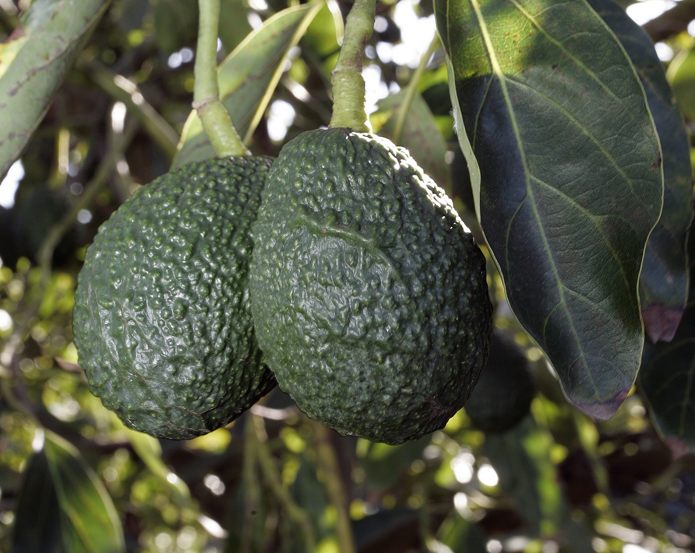 Peru: Sierra farmers to take far greater share of avocado exports ...