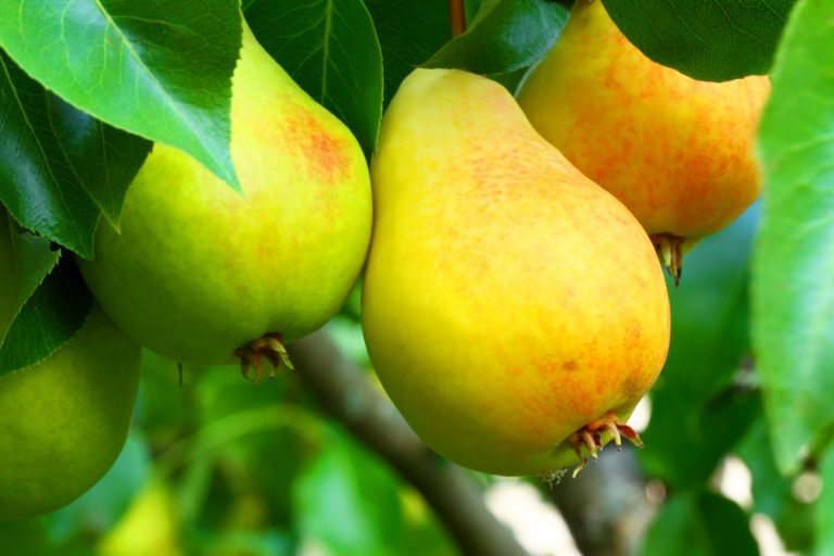 U.S.: Northwest expecting fourth-largest pear crop - FreshFruitPortal.com