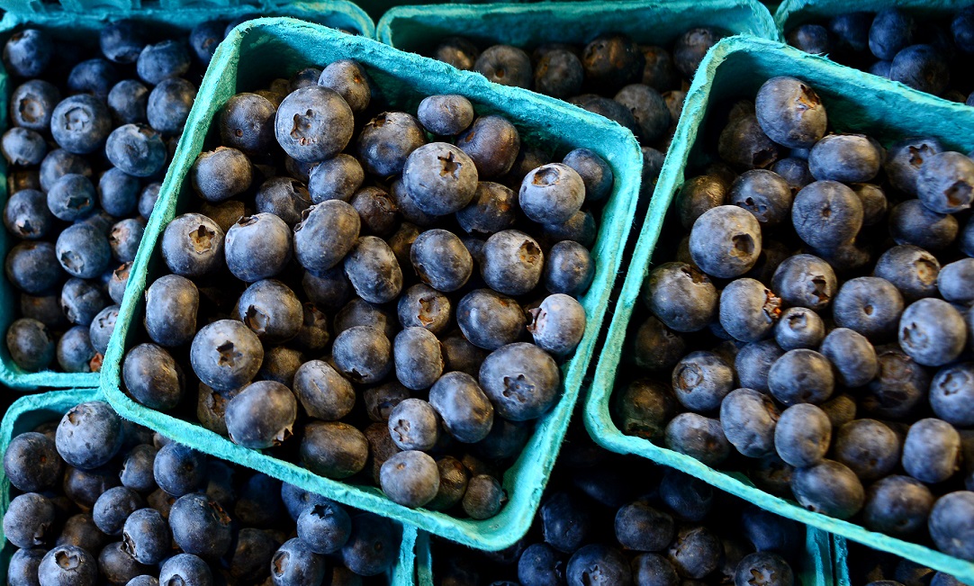 Chile's blueberry bounce - FreshFruitPortal.com