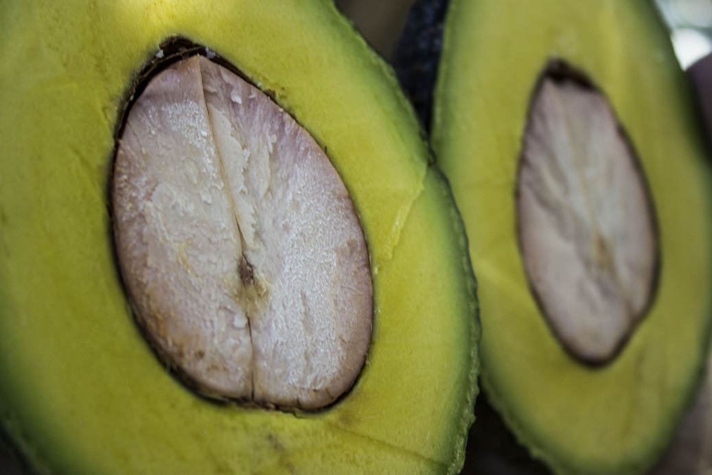 Chile to ramp up production of GEM avocados - FreshFruitPortal.com