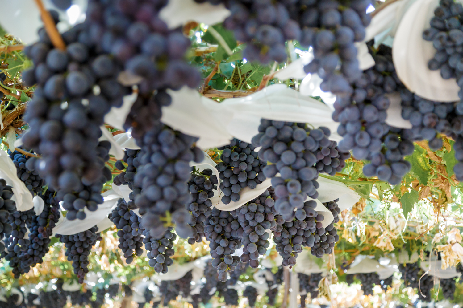 New seedless grape varieties "gaining recognition" in China, says Fruta ...