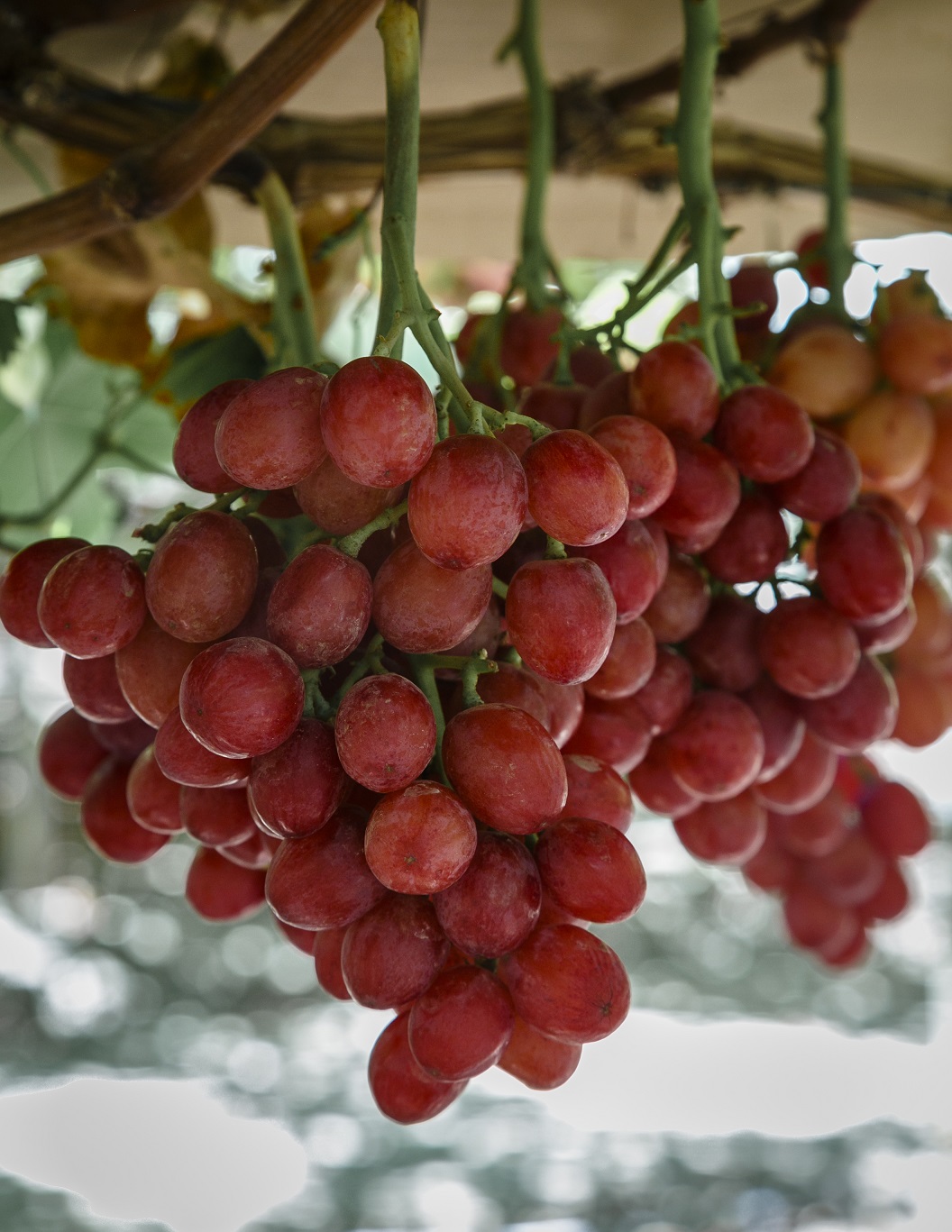 Proprietary varieties dominate Giumarra's Mexican grape season ...