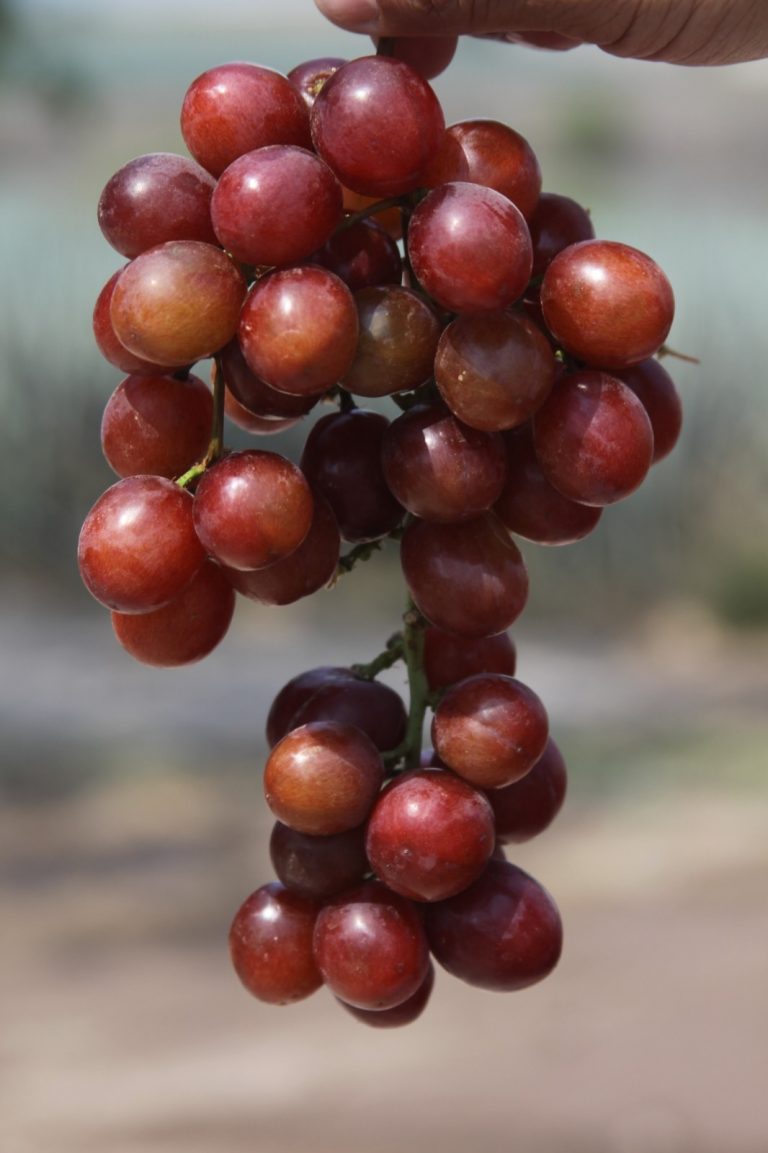 Grupo Molina pioneers new state for Mexican table grape industry ...