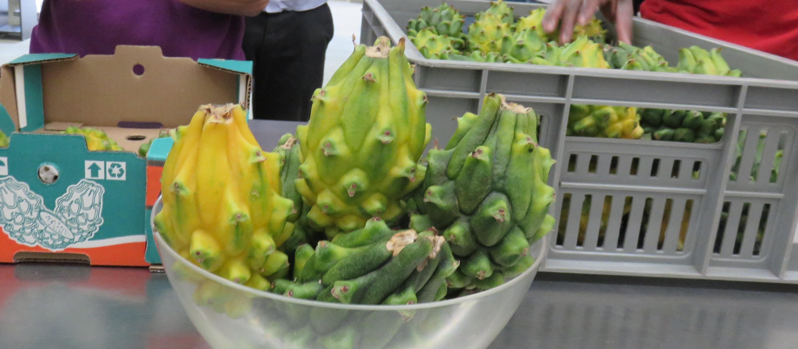 U.S. opens the door to Ecuadorian dragon fruit - FreshFruitPortal.com