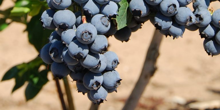 Chile forecasts slight drop in fresh blueberry exports despite ...